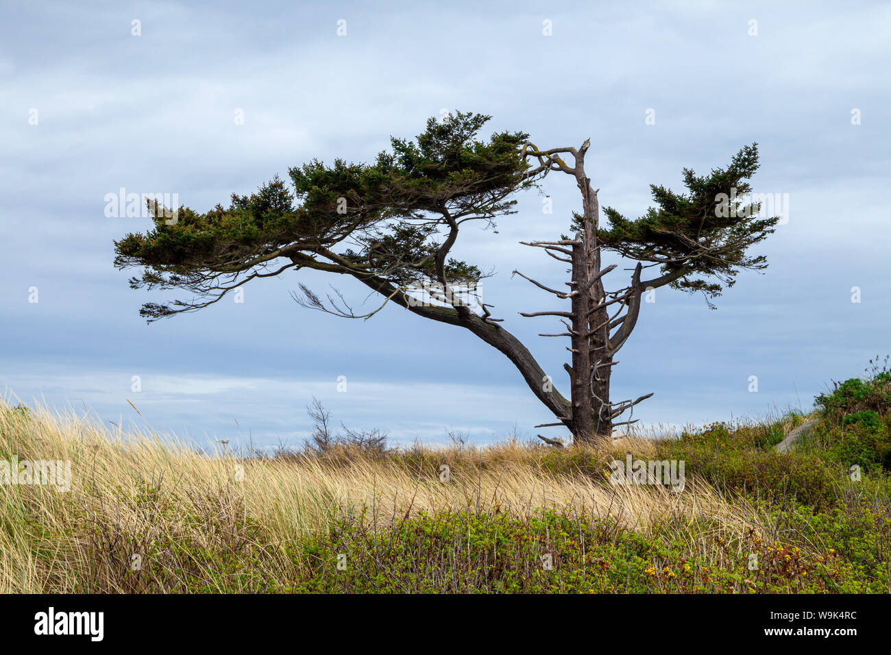 Battered trunk hi-res stock photography and images - Alamy