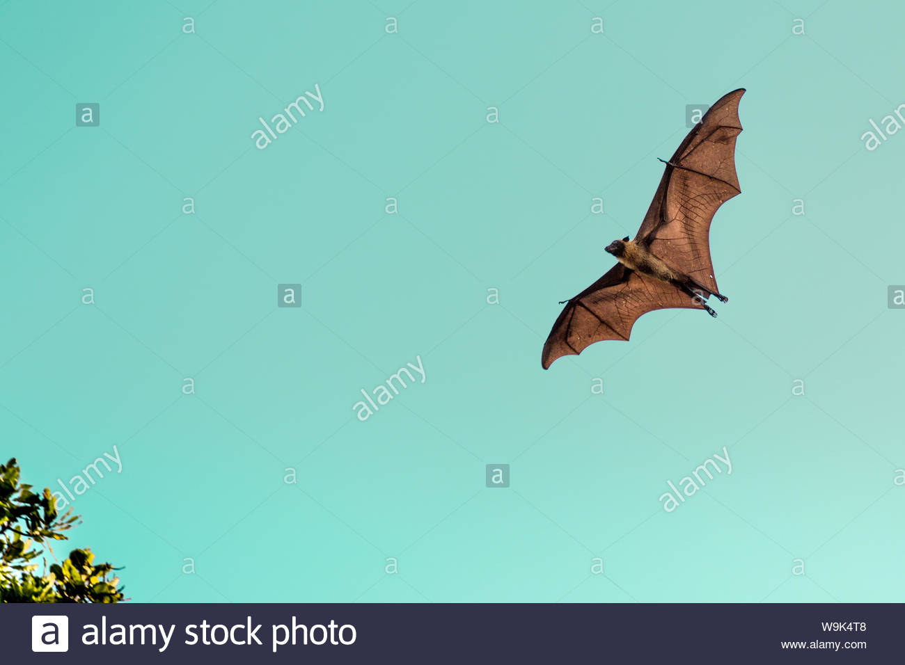 Chiroptera Order High Resolution Stock Photography and Images - Alamy