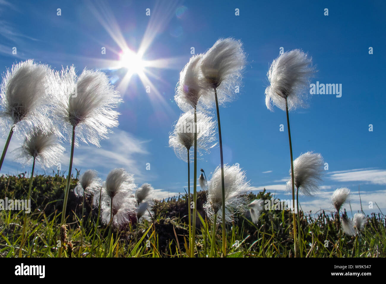 Arctic cottongrass (Eriophorum callitrix), Heckla Haven, Northeast ...