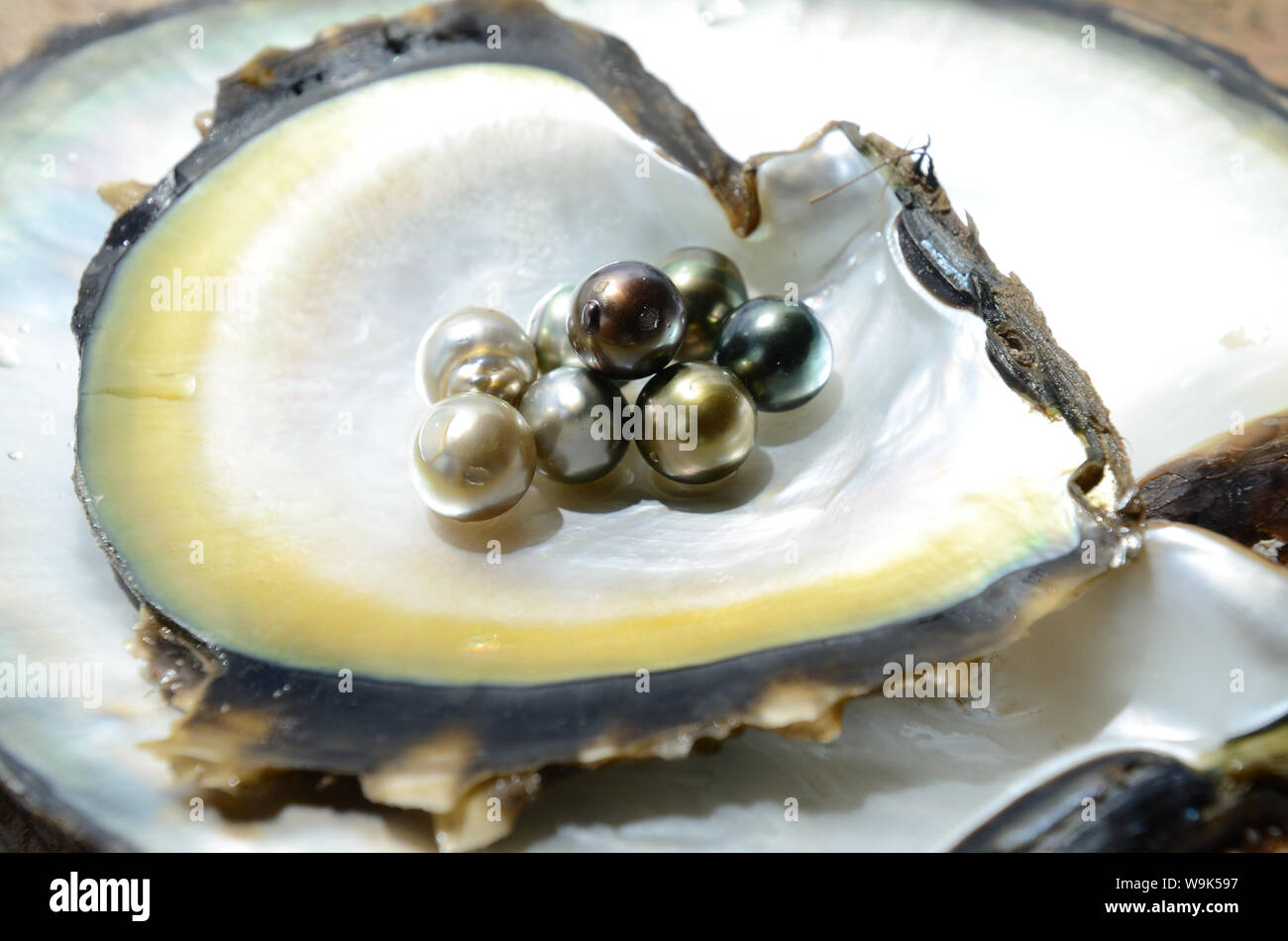 Fijian pearls, Matangi Island, Fiji, South Pacific, Pacific Stock Photo ...