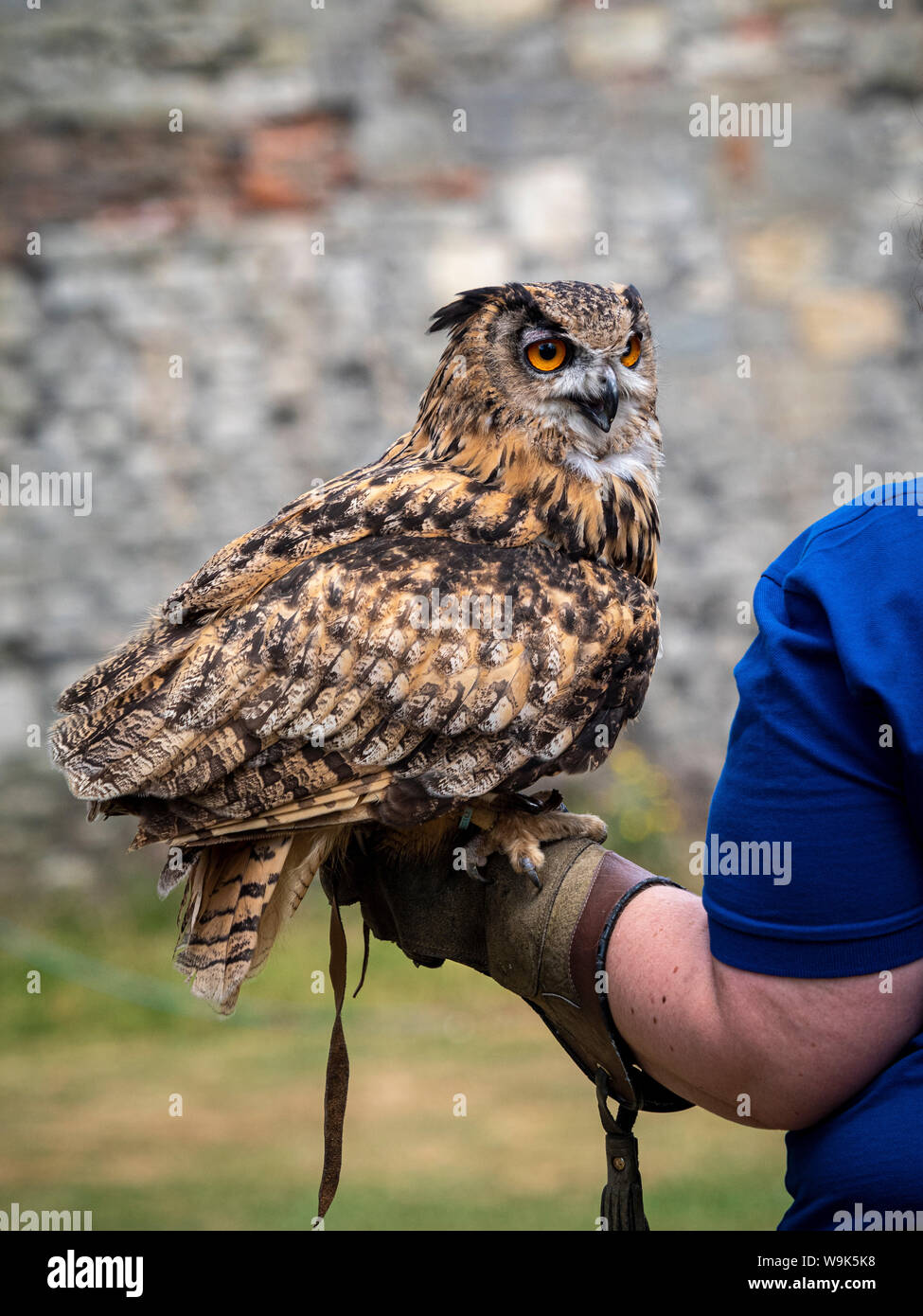 Eurasian Eagle Owl with handler Stock Photo - Alamy