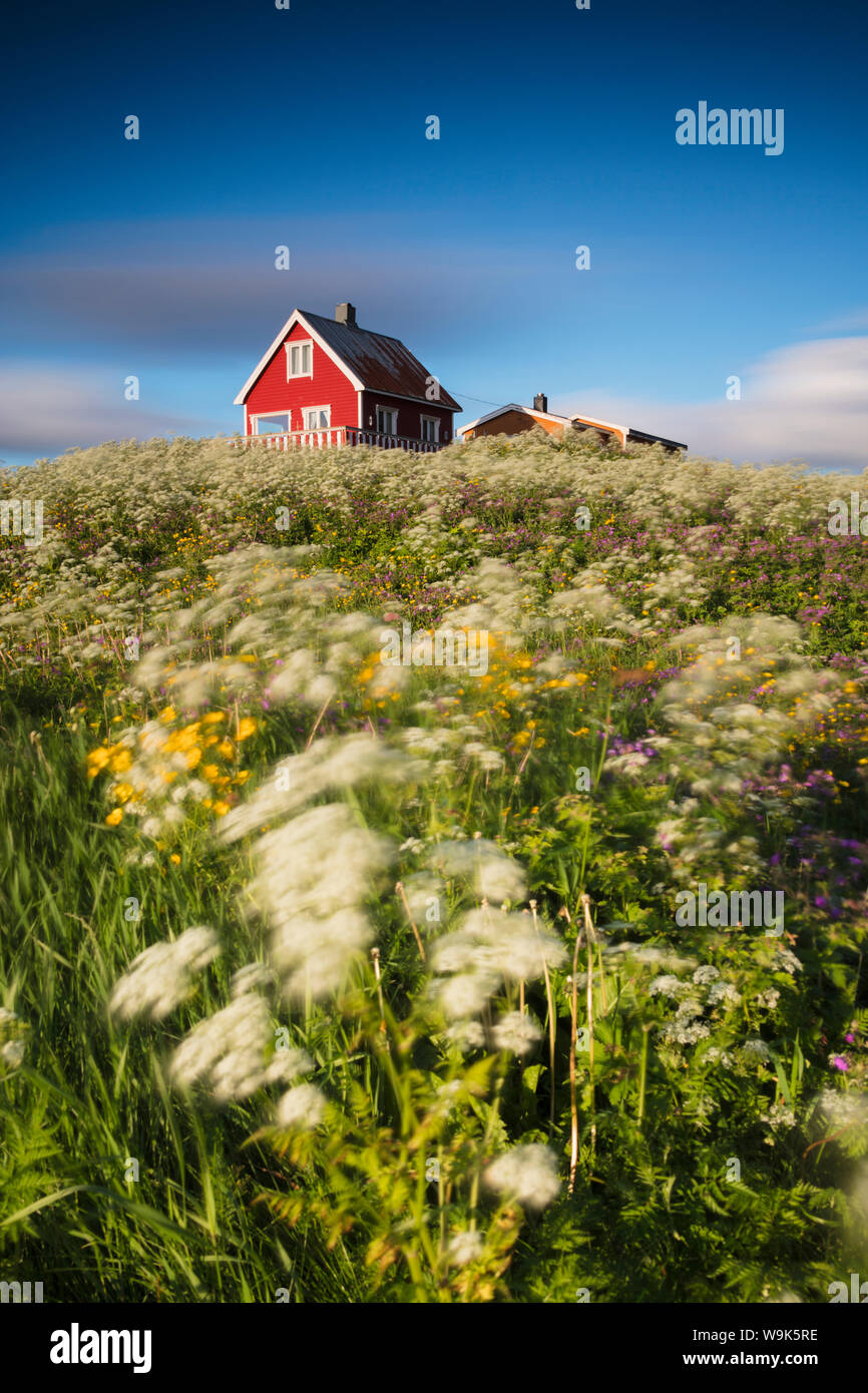 Fields of blooming flowers frame a typical wooden house of fishermen ...