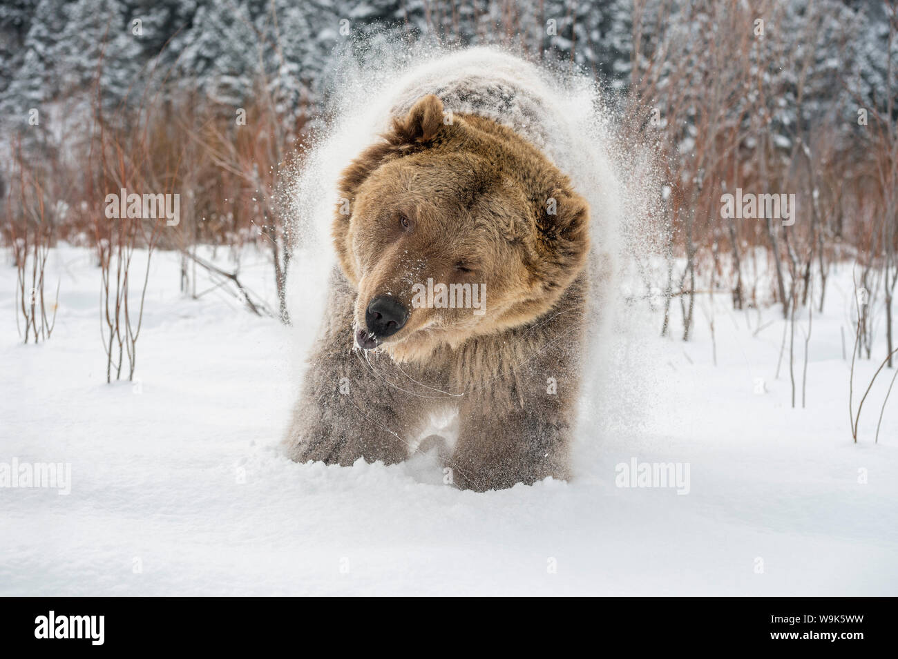 Side View Wild Grizzly Bear High Resolution Stock Photography and ...