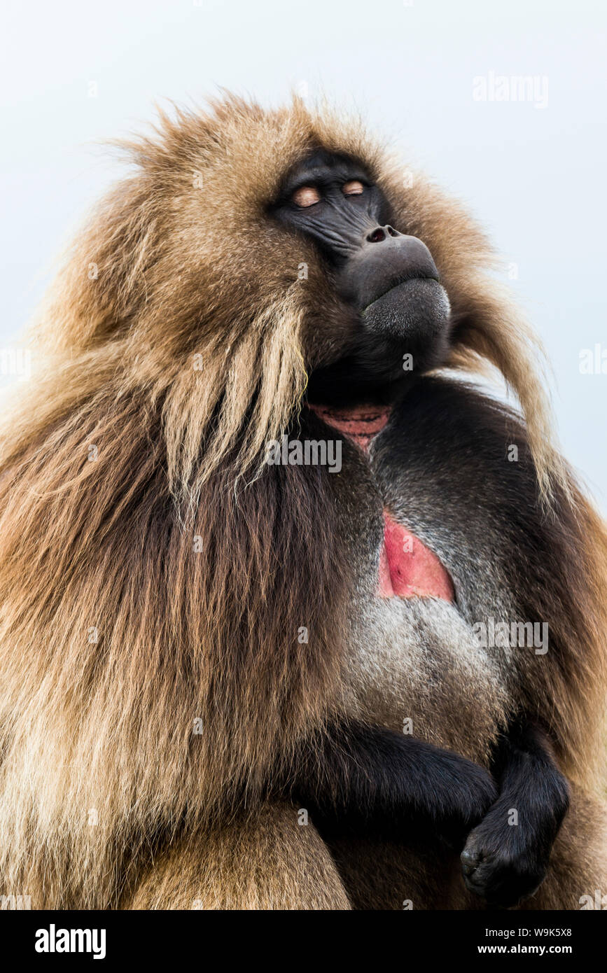 Male gelada theropithecus gelada in the simien mountains national park ...