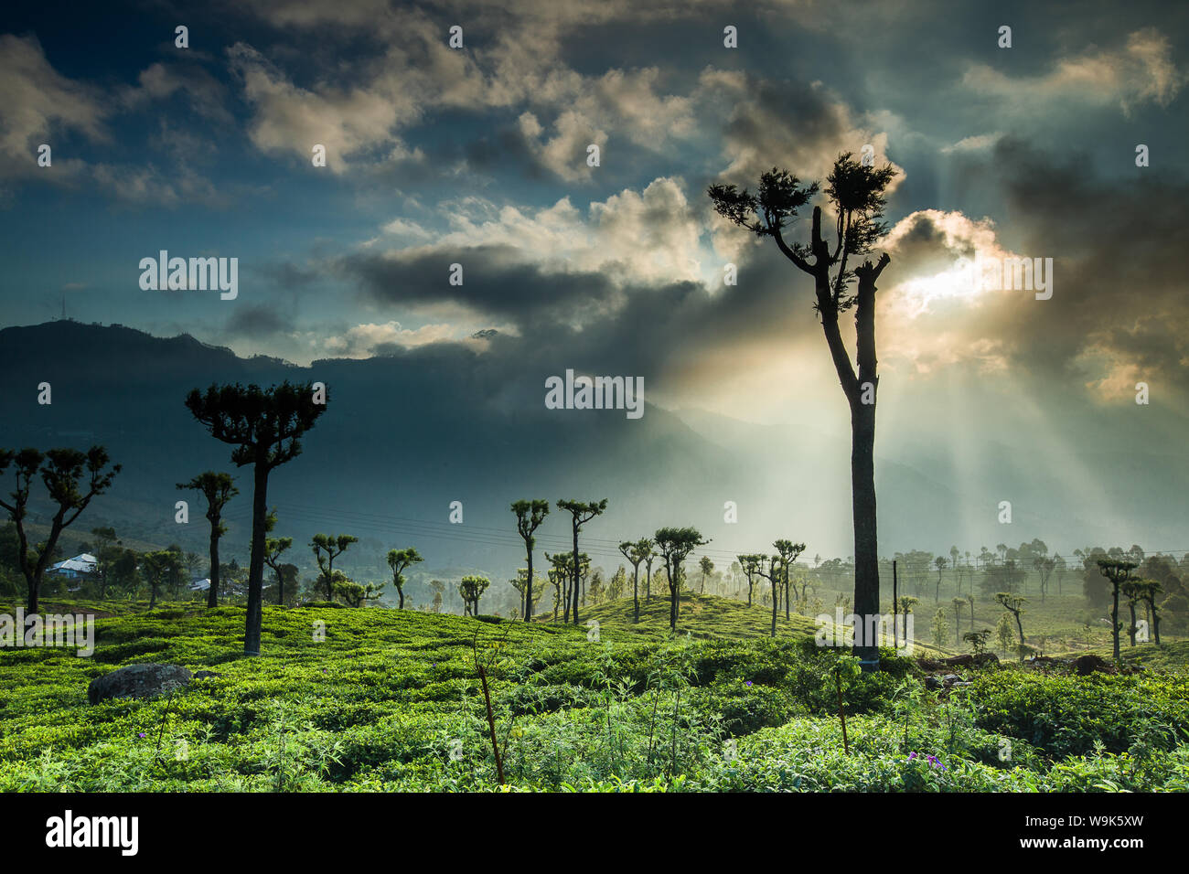 Tea Plantation, Haputale, Badulla District, Uva Province, Sri Lanka ...