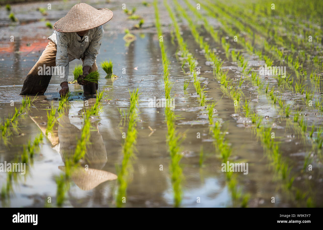 workers in Padi Field, Sumatra, Indonesia, Southeast Asia Stock Photo ...