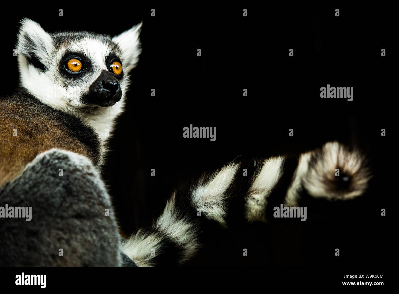 Lemur (Lemuroidea), United Kingdom, Europe Stock Photo - Alamy