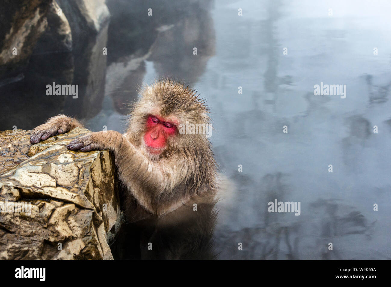 Japanese macaque (Snow monkey) (Macata fuscata), relaxing in a hot ...