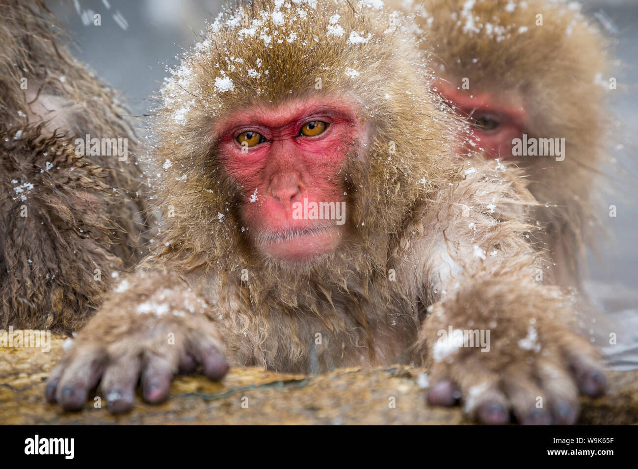 Japanese macaques (Snow monkeys) (Macata fuscata), relaxing in a hot ...