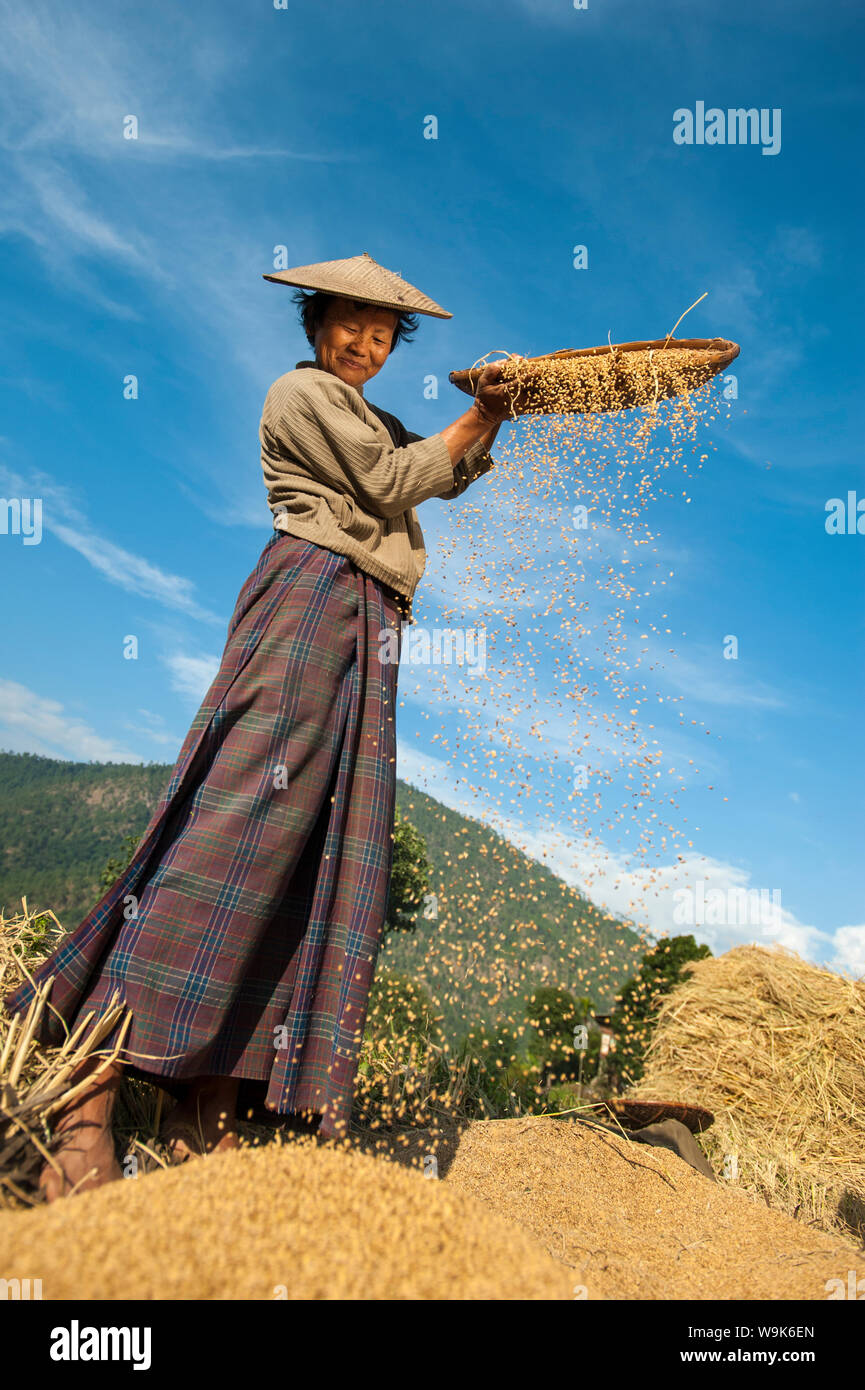 A woman uses the traditional method of sorting rice called winnowing ...
