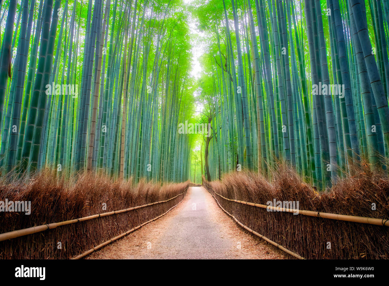 A path winds through an ancient bamboo forest in Kyoto, Japan, Asia ...