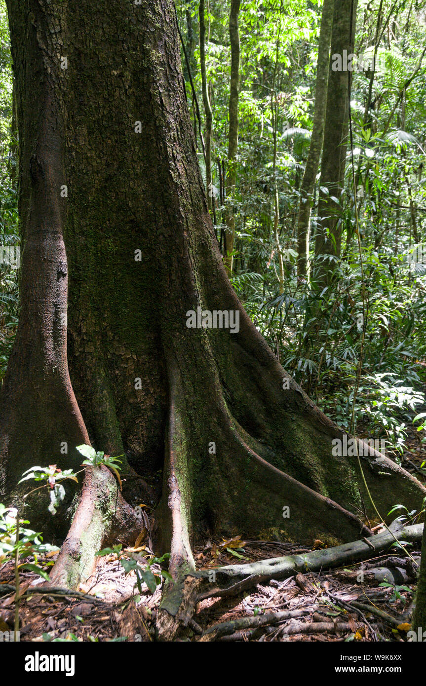 The dense undergrowth of shrub and trees In the hinterland rain forest ...