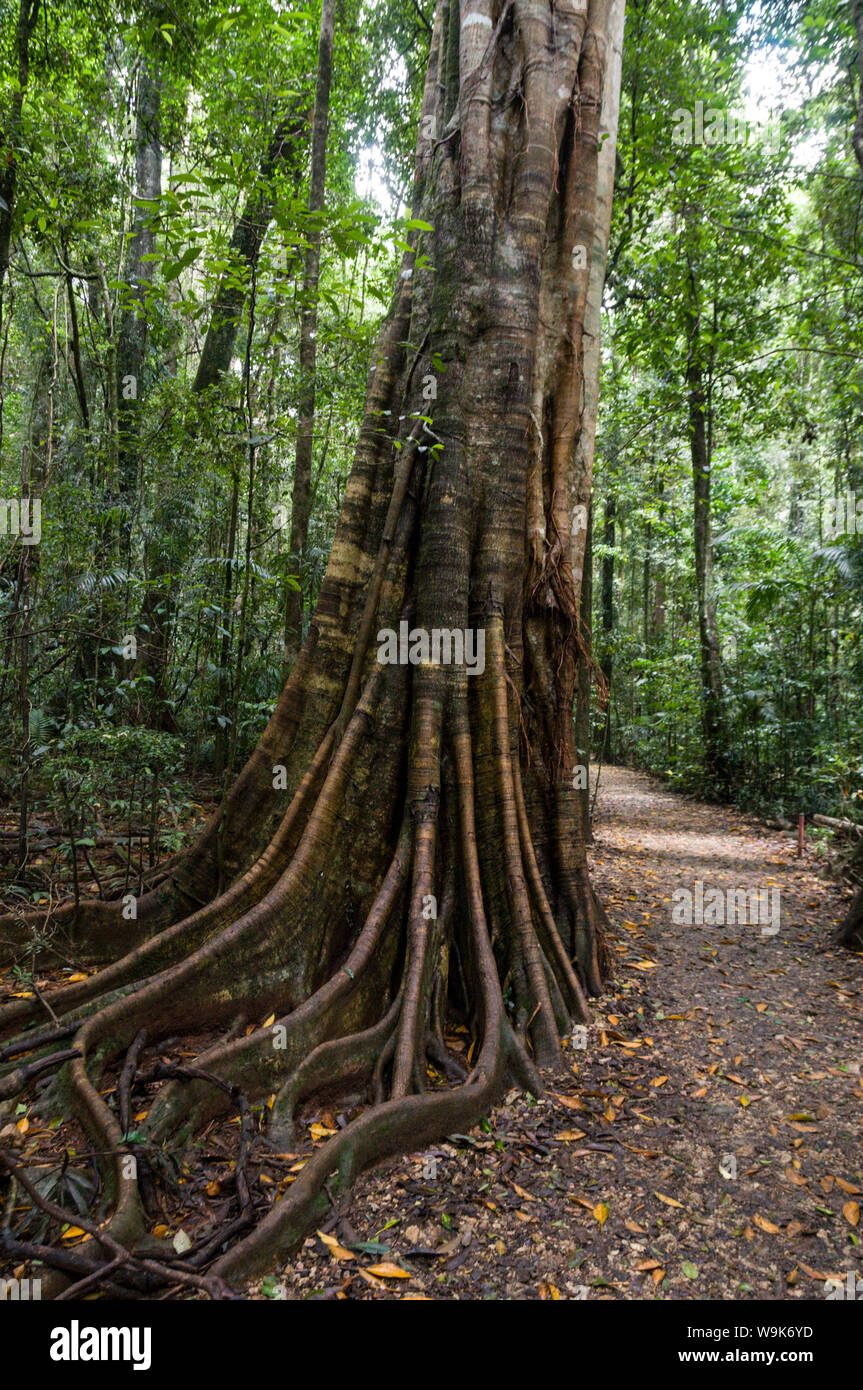 A Watkins Fig tree in the hinterland rain forest of the Mary Caircross ...