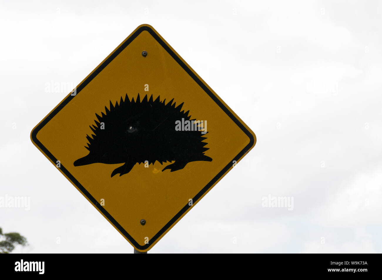 A road warning sign of a Echidna in the Queensland Hinterland, Sunshine ...