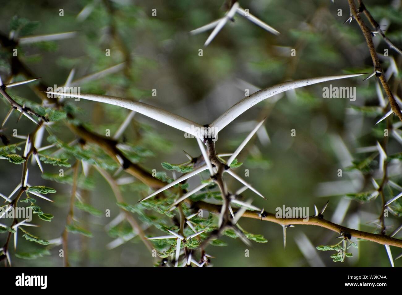 Closeup of Thorns and its tree Stock Photo - Alamy