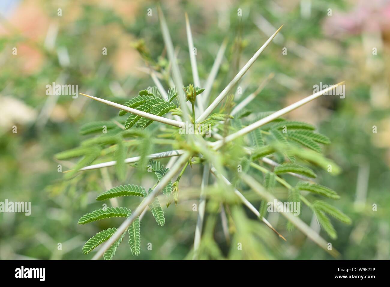 Thorns acacia tree sharp hi-res stock photography and images - Alamy