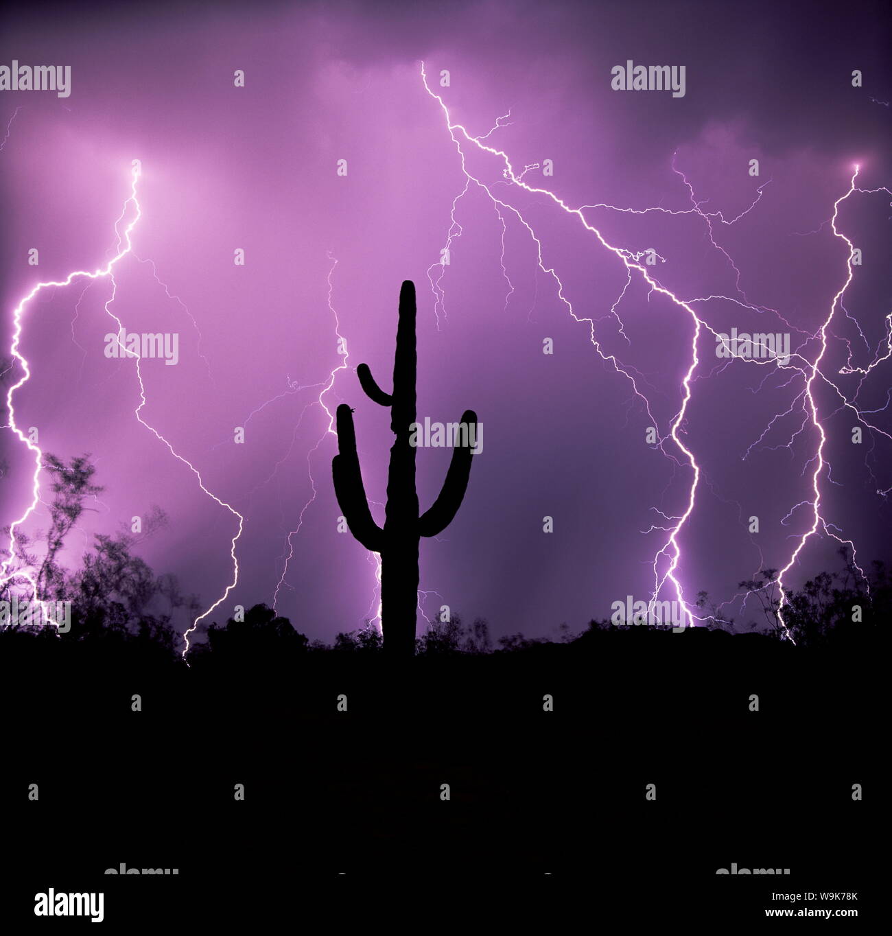 Cactus silhouetted against lightning, Tucson, Arizona, United States of ...