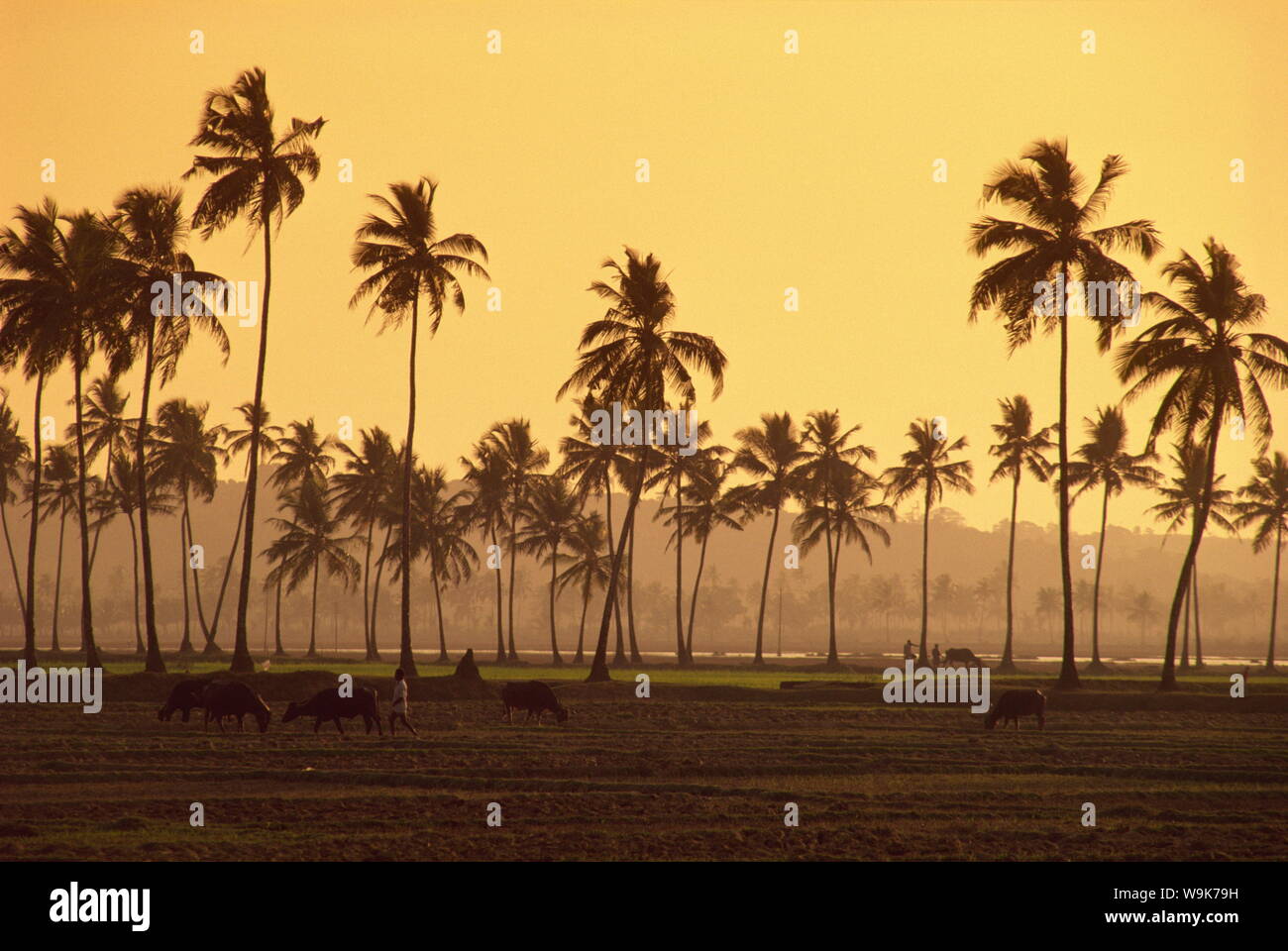 Rice fields in countryside around Panaji, Goa, India, Asia Stock Photo ...