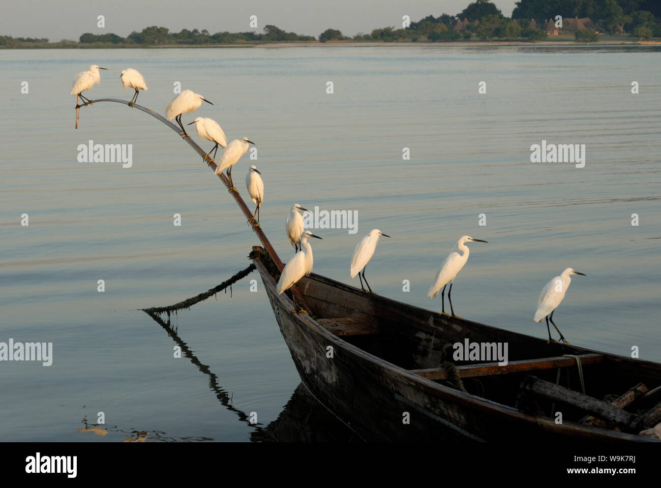 Egrets, Bugala Island, Lake Victoria, Uganda, East Africa, Africa Stock ...