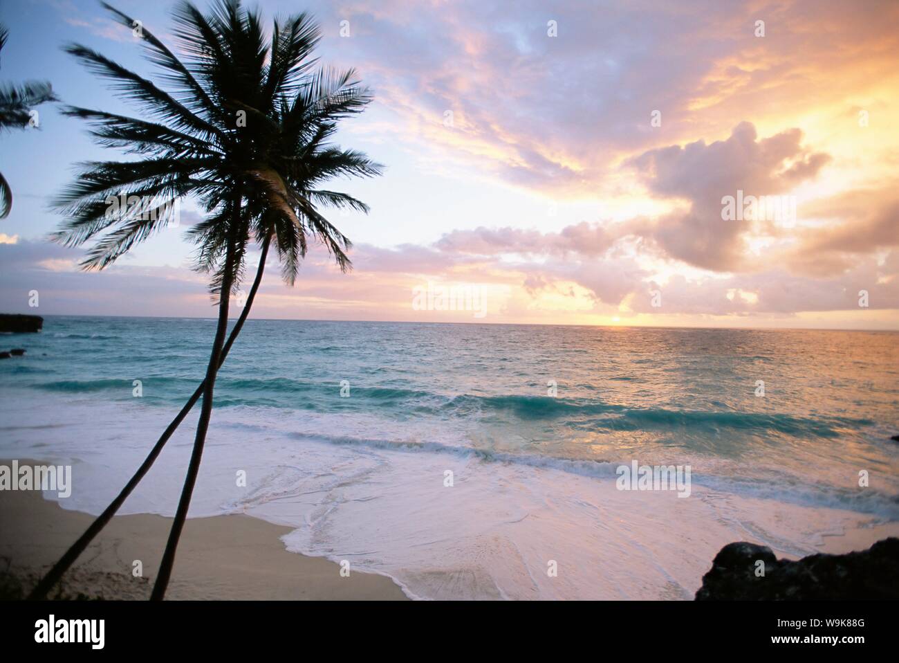 Crossed palm trees hi-res stock photography and images - Alamy