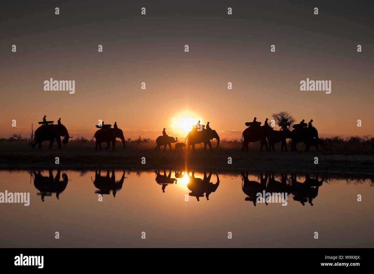 Elephant-back safari, Abu Camp, Okavango Delta, Botswana, Africa Stock ...