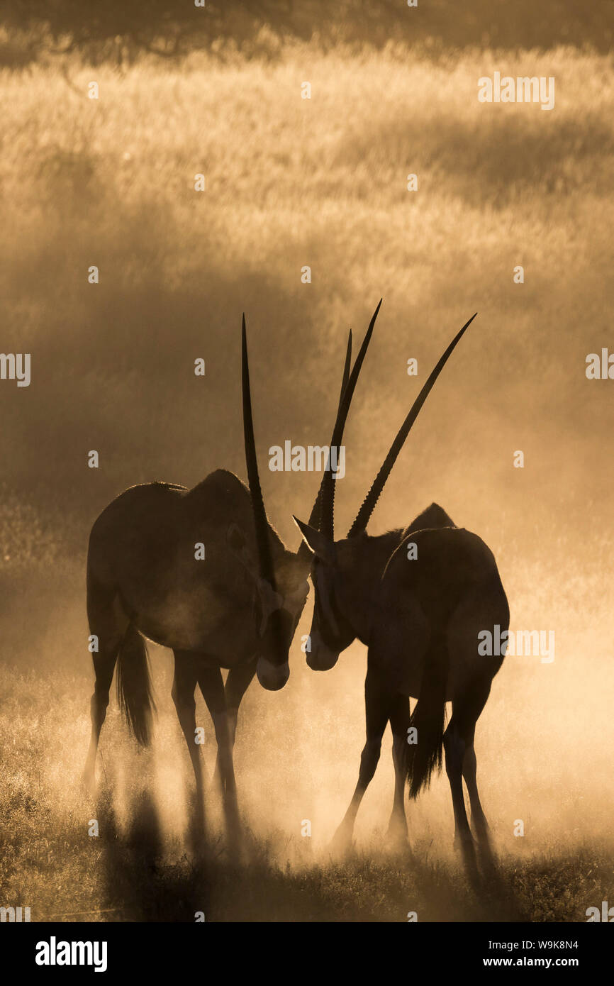 Kgalagadi gemsbok park hi-res stock photography and images - Alamy