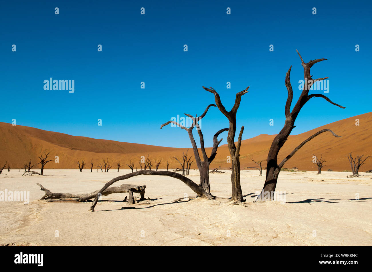 Dead trees, Deadvlei, Sossusvlei, Namib Naukluft Park, Namib Desert ...