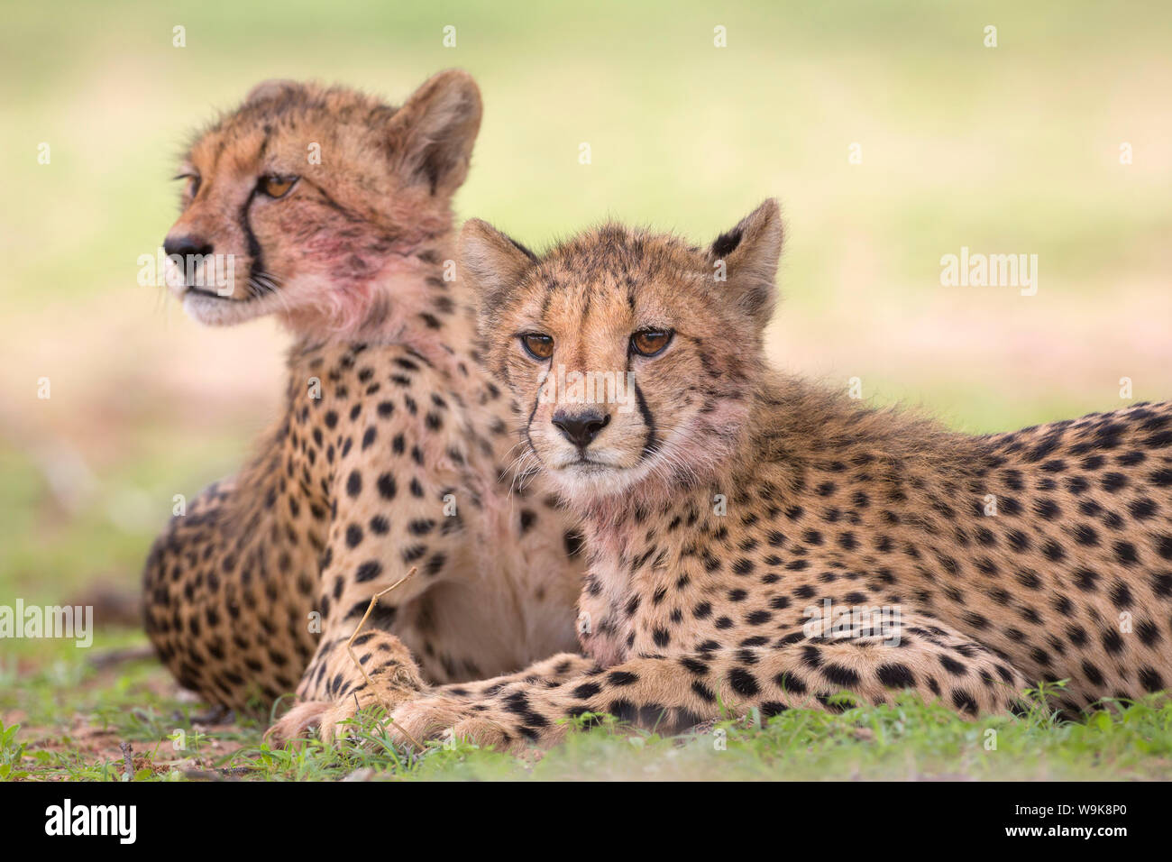 Cheetah cubs hi-res stock photography and images - Alamy