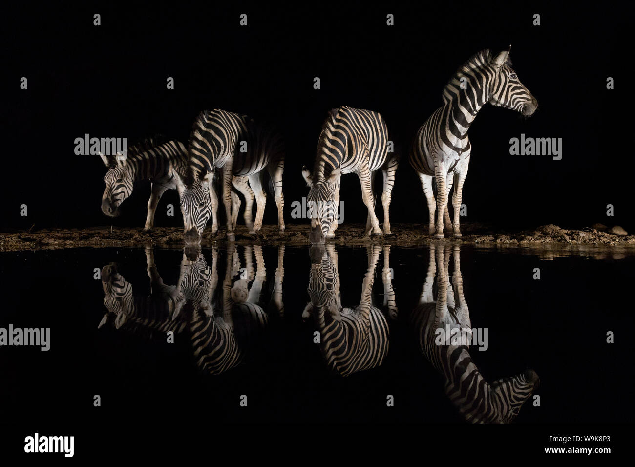 Zebra symmetry hi-res stock photography and images - Alamy