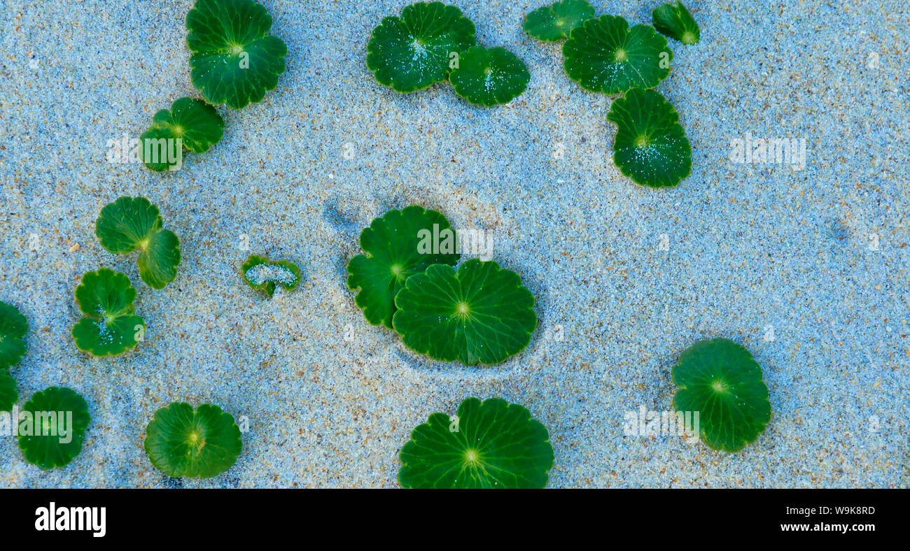 Coquina Beach, Bodie Island, Cape Hatteras National Seashore, Whalebone ...