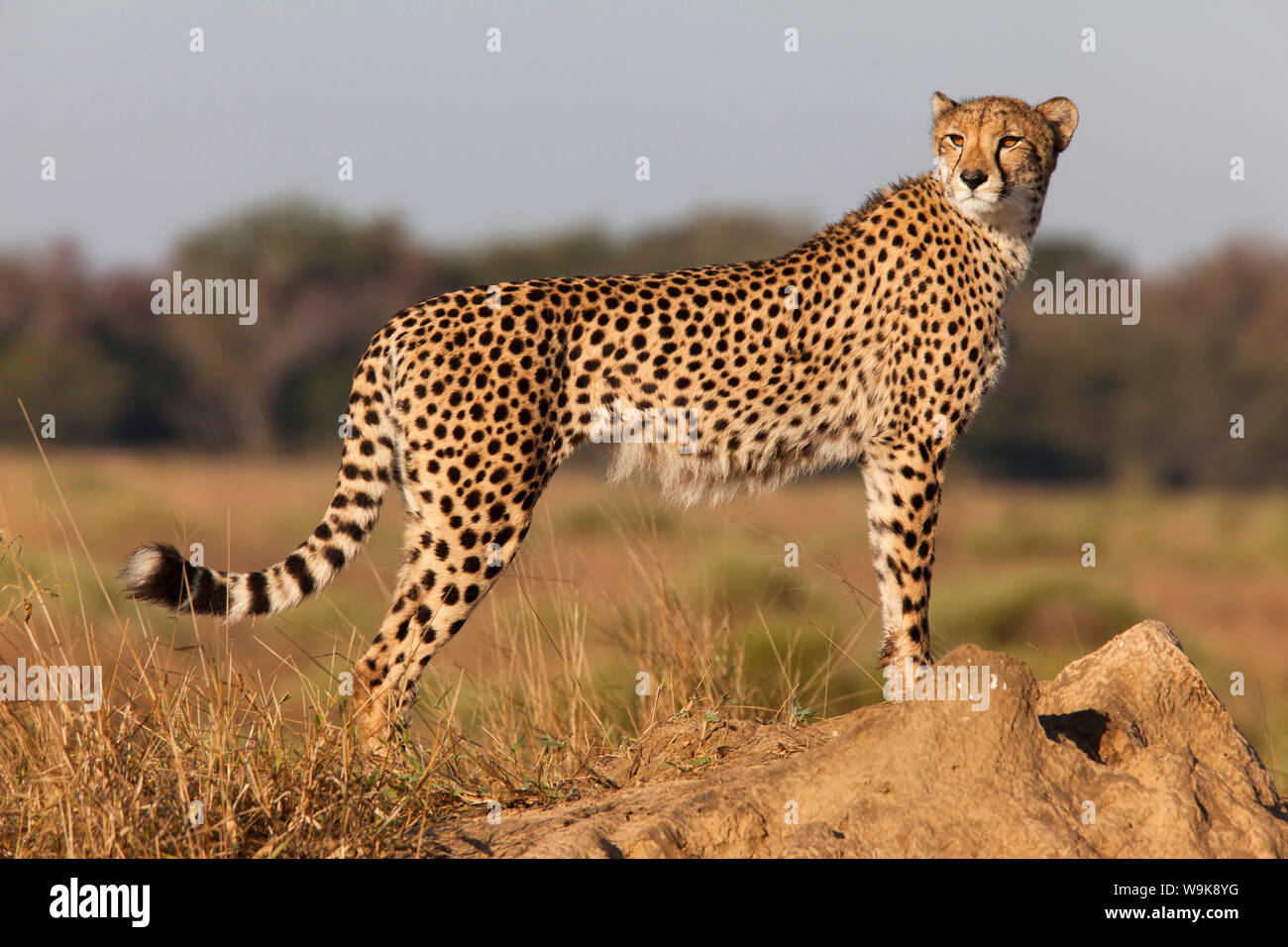 South African Cheetah