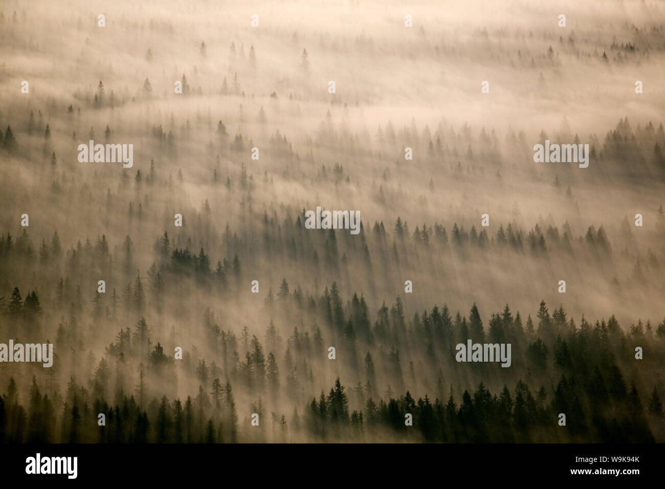 Aerial of Douglas fir trees in morning fog, Washington State, United ...