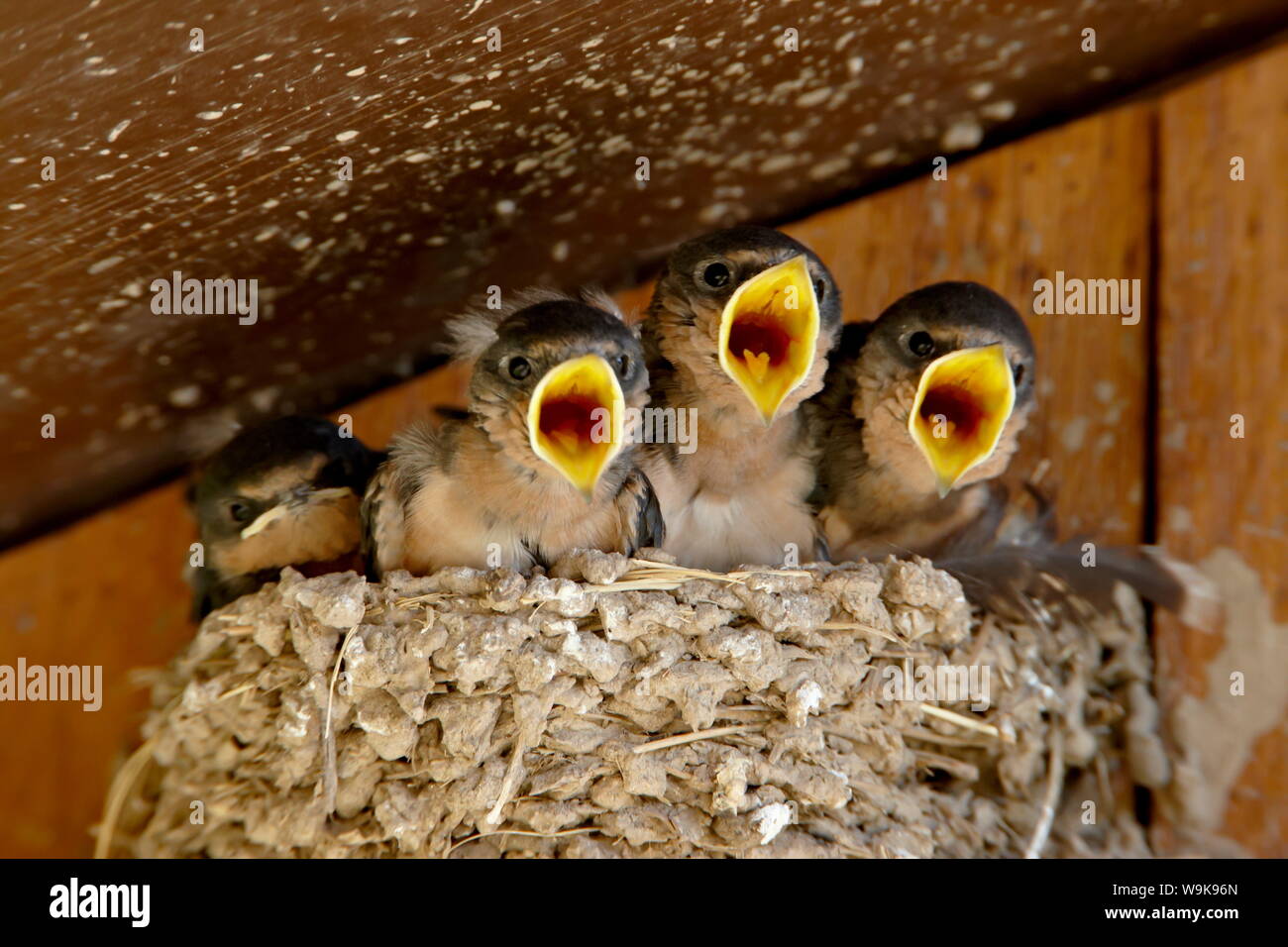 Four barn swallow (Hirundo rustica) chicks chirping, Custer State Park ...