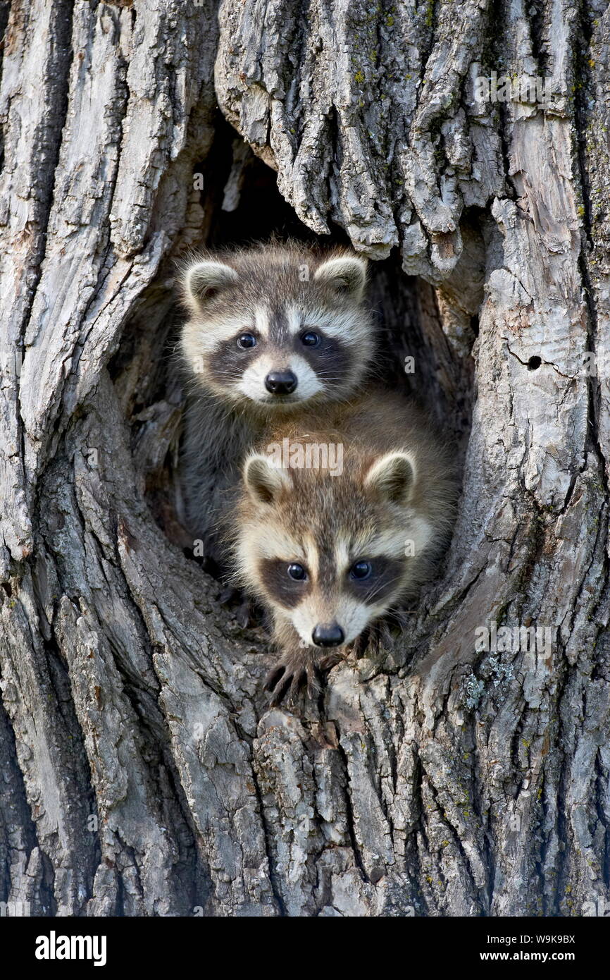 Raccoon In Tree Hollow