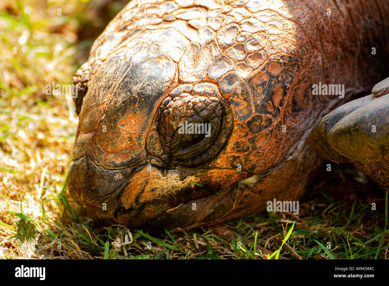 Fantastic Giant Tortoise Head Stock Photo - Alamy