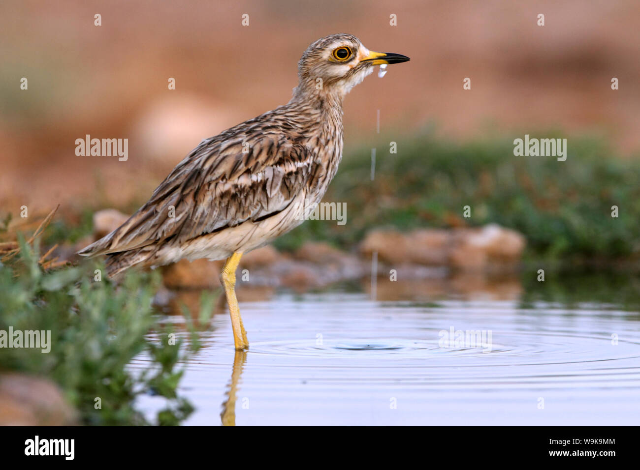 Stone curlew burhinus oedicnemus grass hi-res stock photography and ...