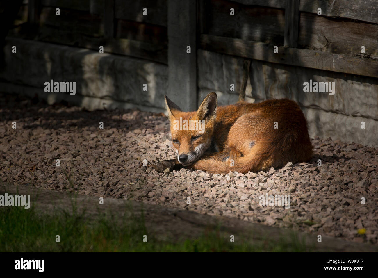 Red fox lying down hi-res stock photography and images - Alamy