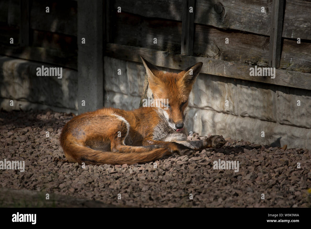 Close up of skinny, wild, urban female red fox (Vulpes vulpes) isolated outdoors in a UK garden ...