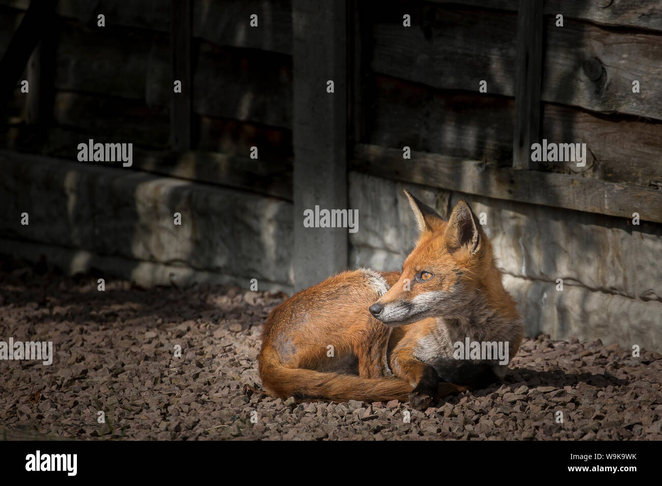 Fox Lay Down High Resolution Stock Photography and Images - Alamy