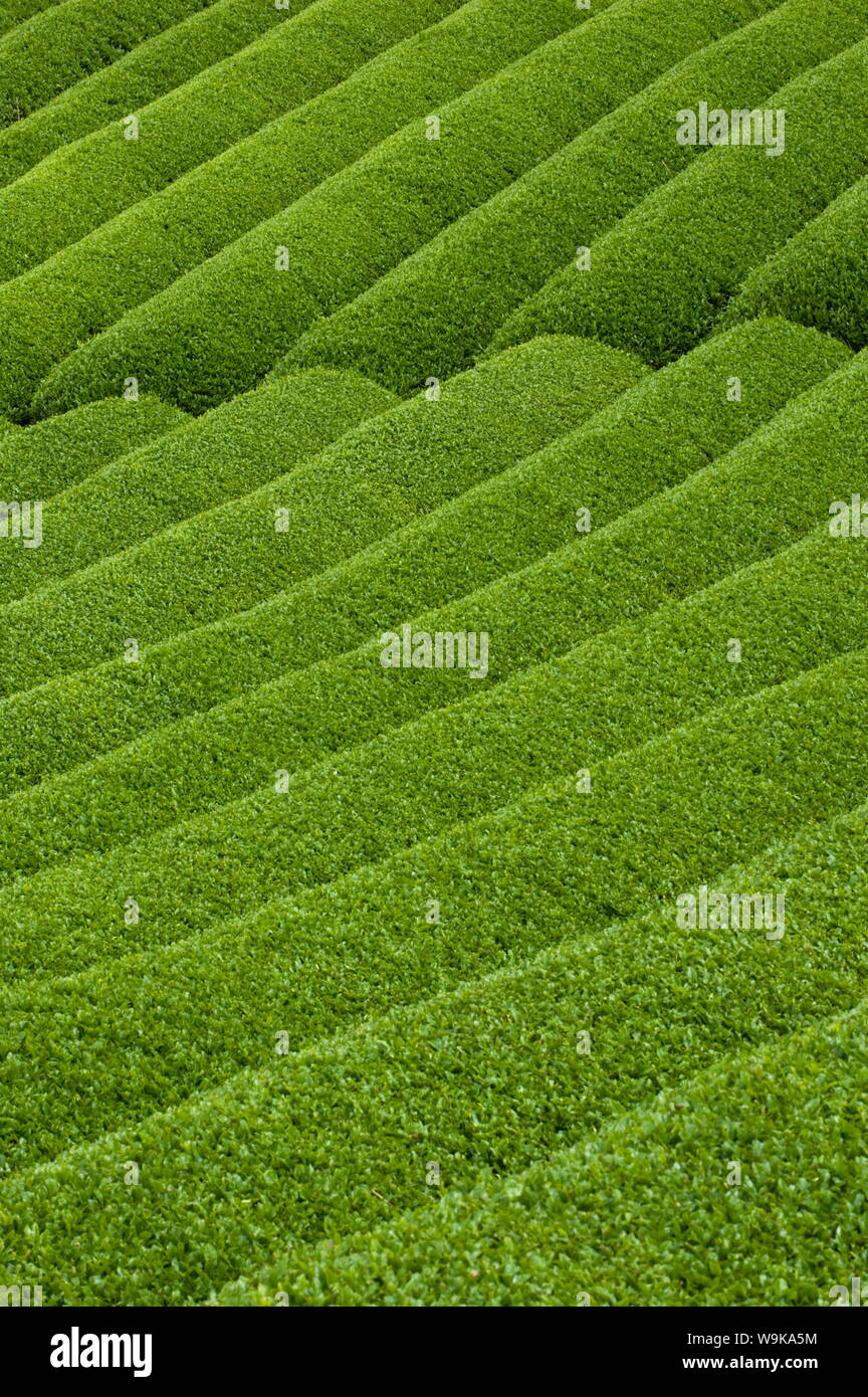 Rows of green tea bushes growing on the Makinohara tea plantations in ...