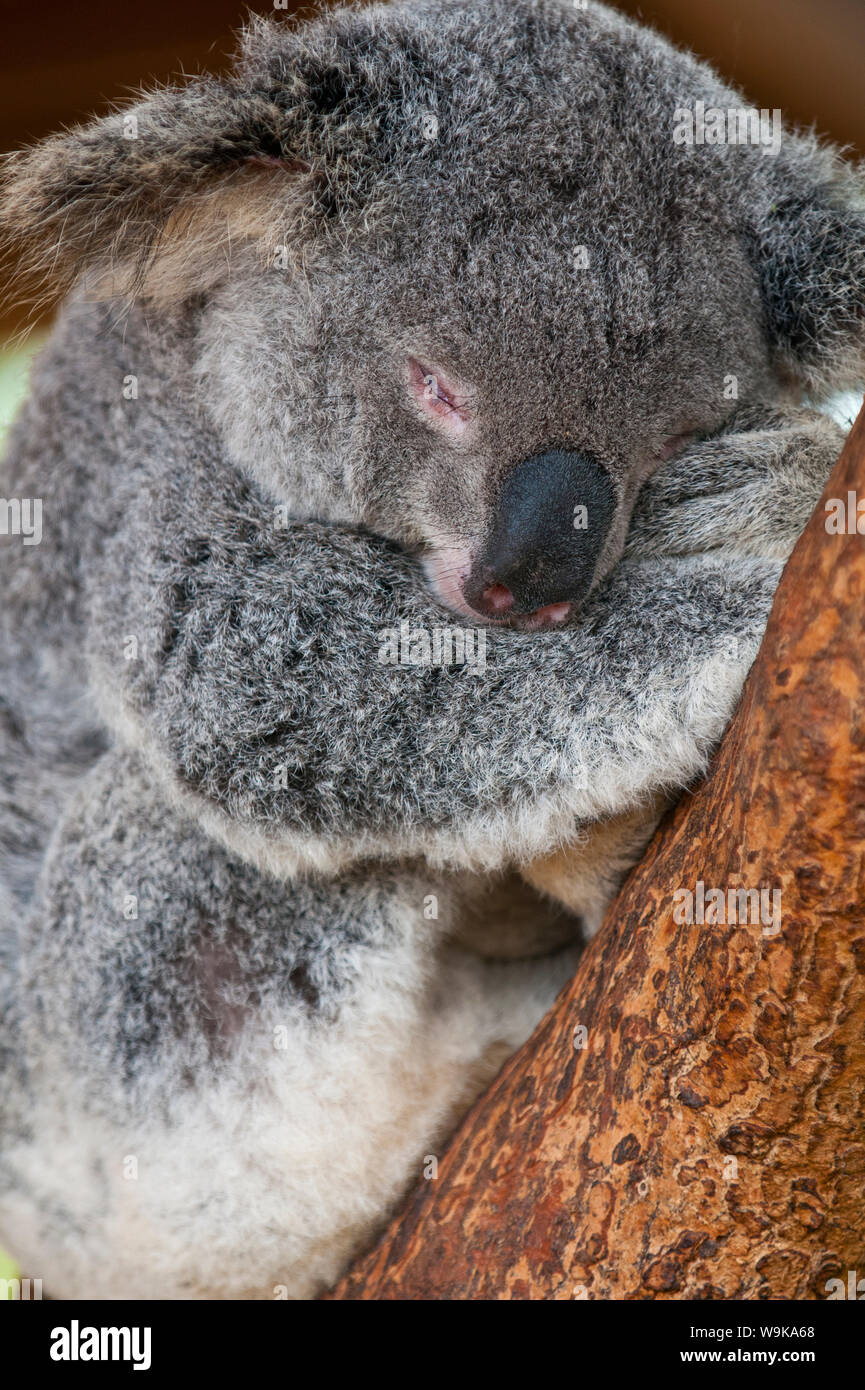 Koala vertical hi-res stock photography and images - Alamy