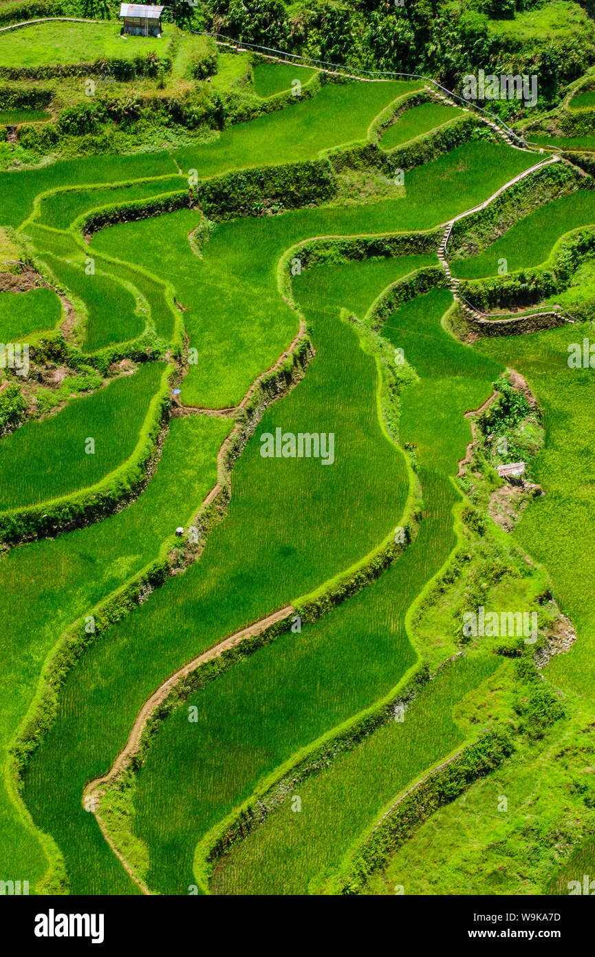 Bangaan in the rice terraces of Banaue, UNESCO World Heritage Site ...