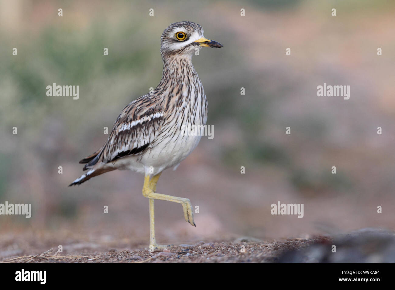 Stone curlew burhinus oedicnemus grass hi-res stock photography and ...