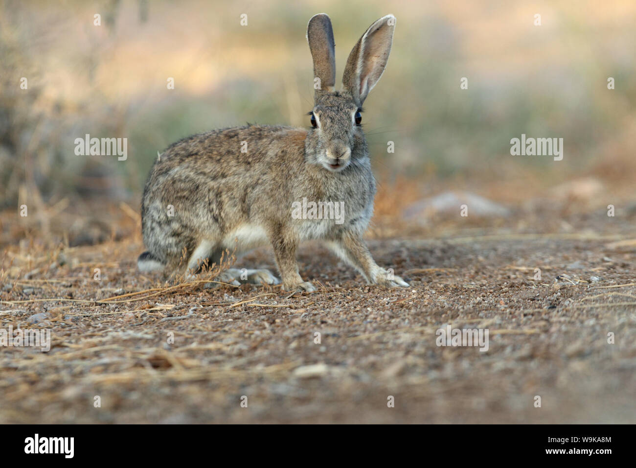 common rabbit eating grass in autumn in an oak forest with the first ...