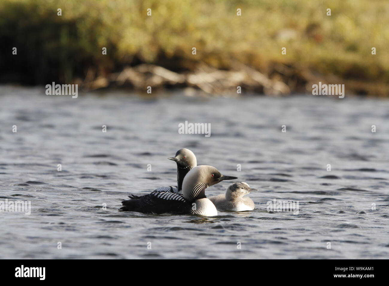 A family of Pacific Loons (Gavia pacifica) also known as Pacific Divers ...