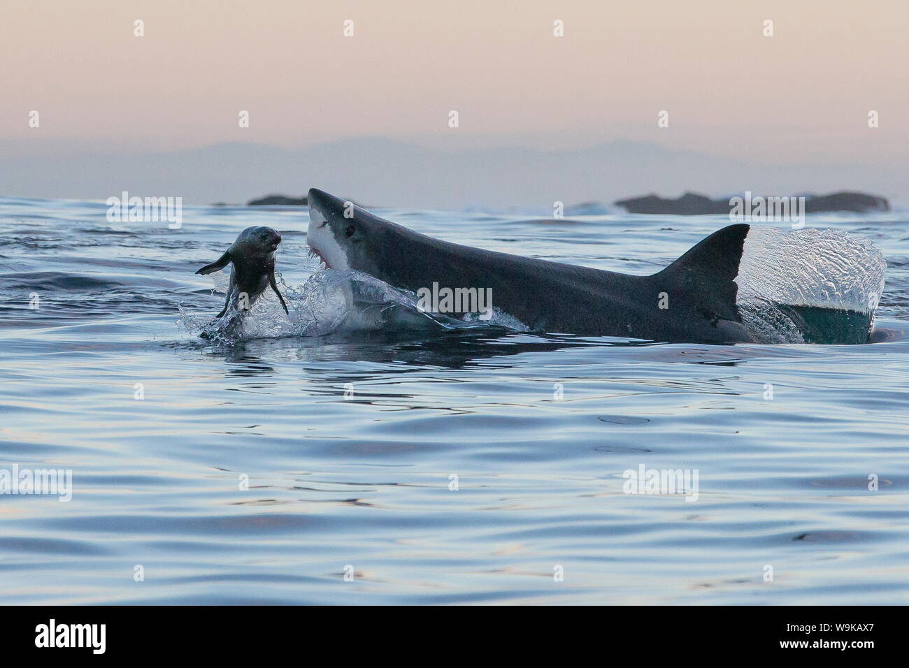 Great white shark (Carcharodon carcharias), Seal Island, False Bay ...
