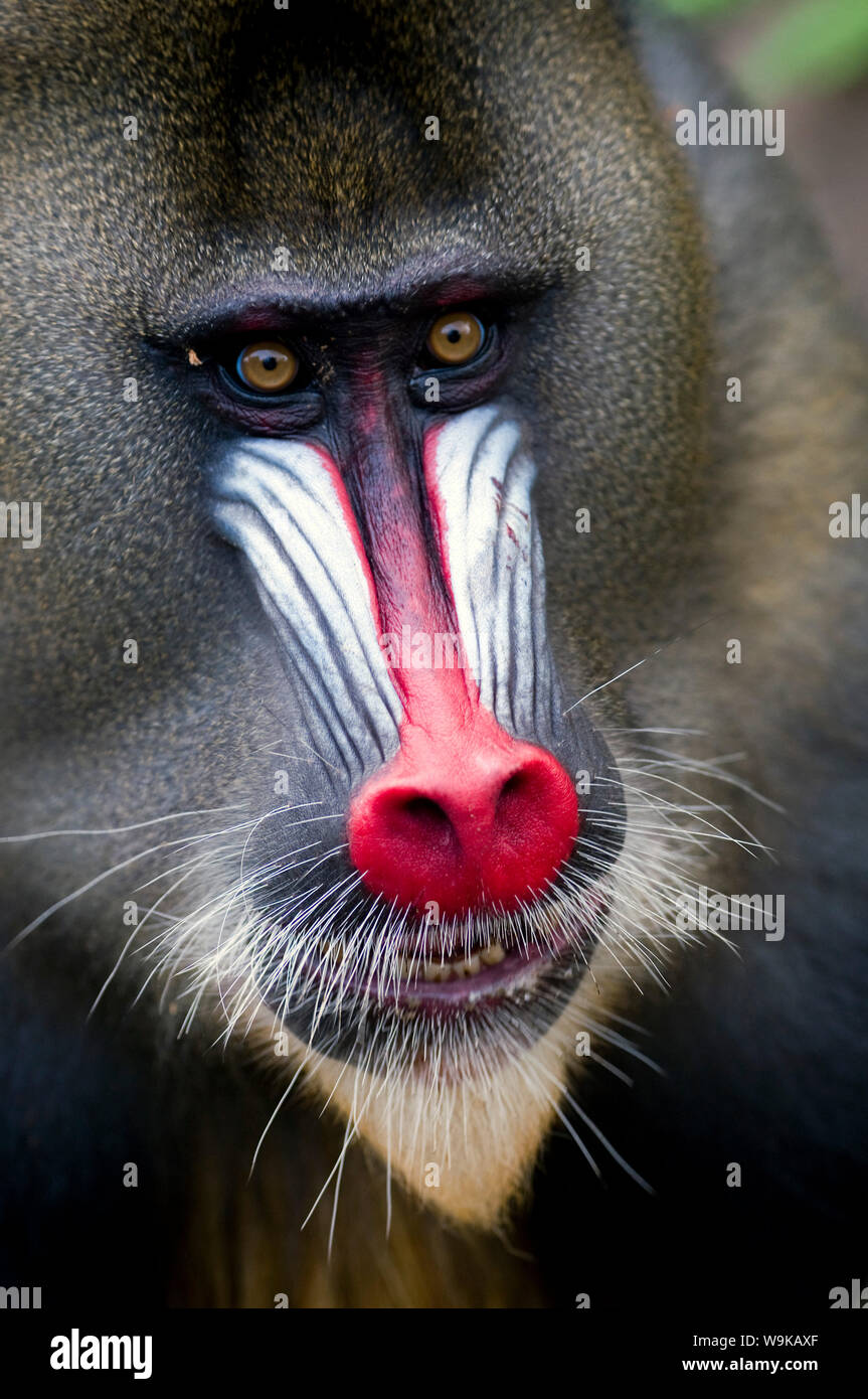 Portrait of a male mandrill (Mandrill sphinx), Parc de la Lekedi, Haut ...
