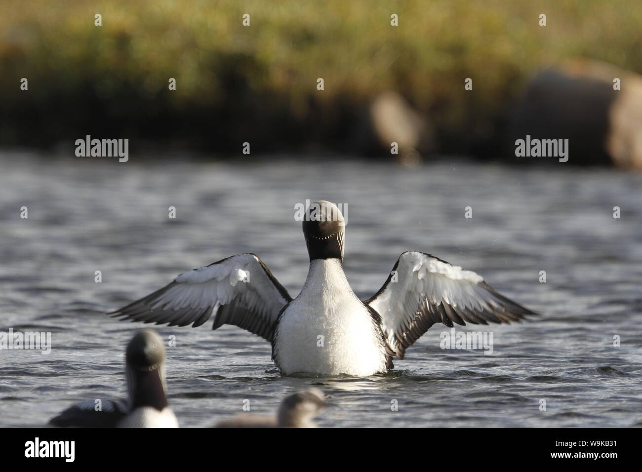 Adult Pacific Loon or Pacific Diver (Gavia pacifica) in breeding ...
