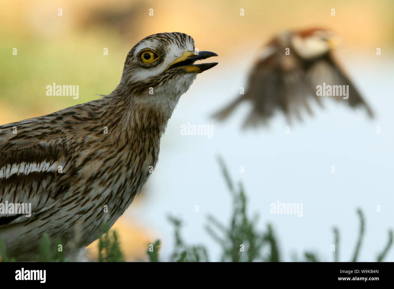 Stone curlew burhinus oedicnemus grass hi-res stock photography and ...