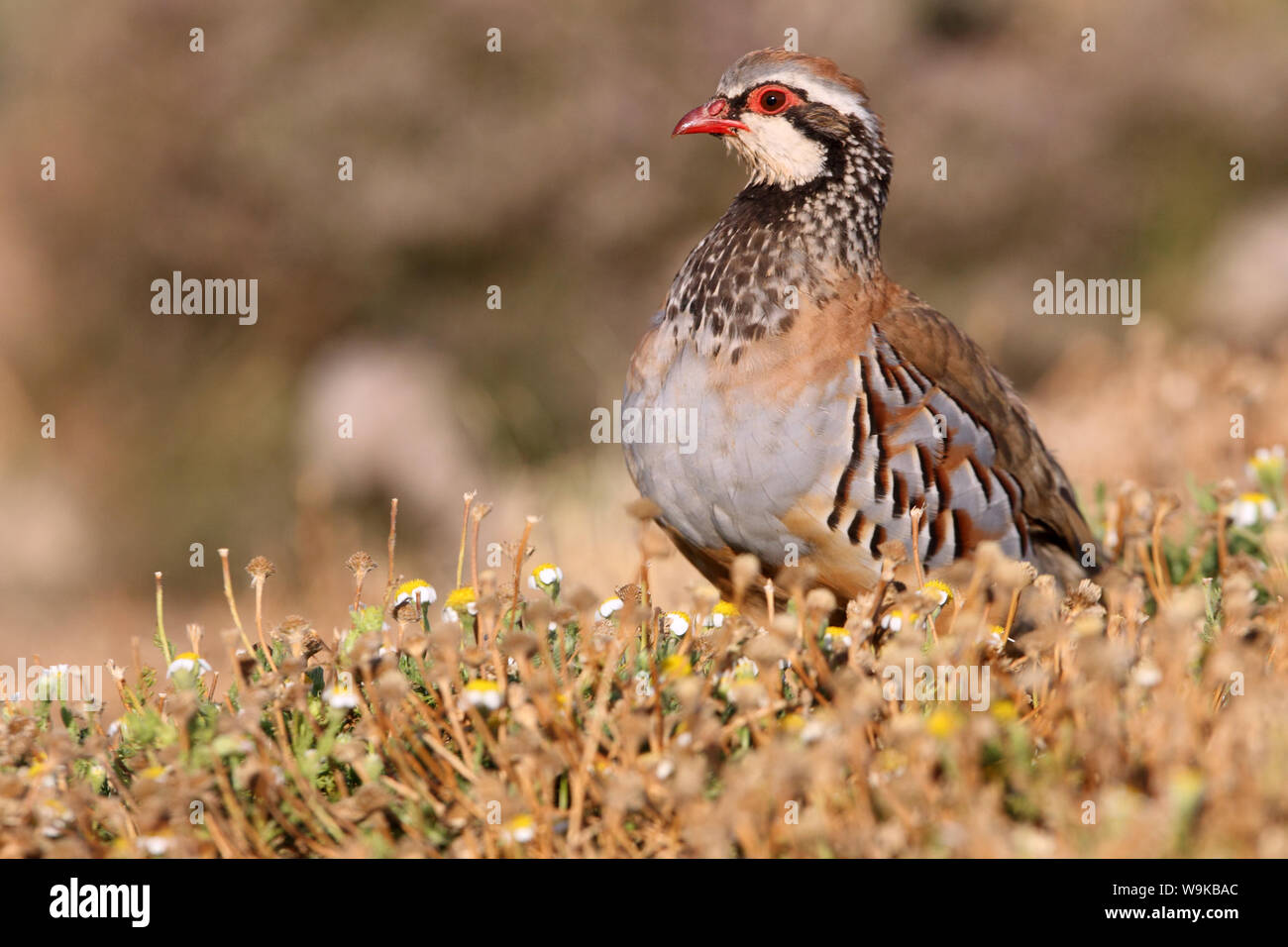 Flying red legged partridge hi-res stock photography and images - Alamy